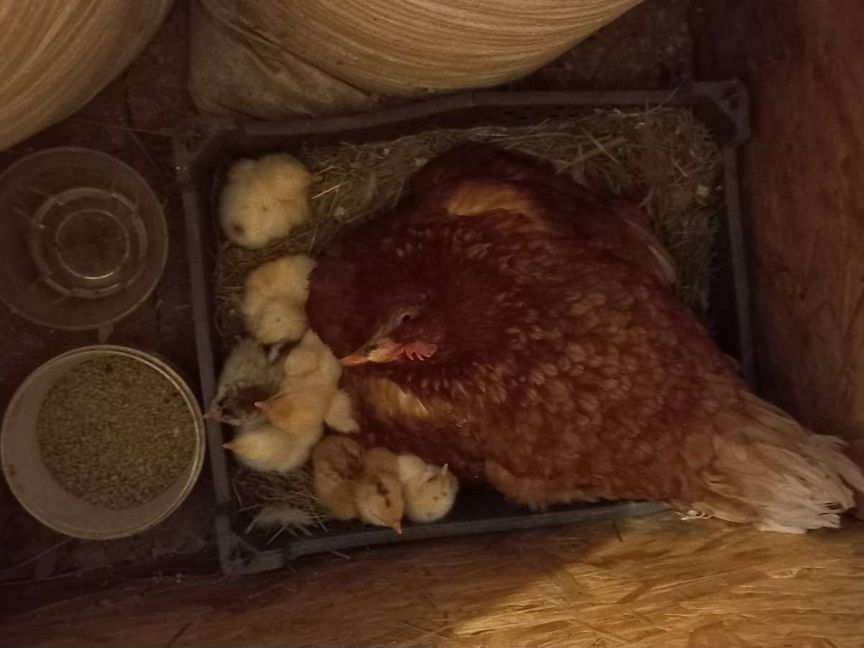 Куры- наседки