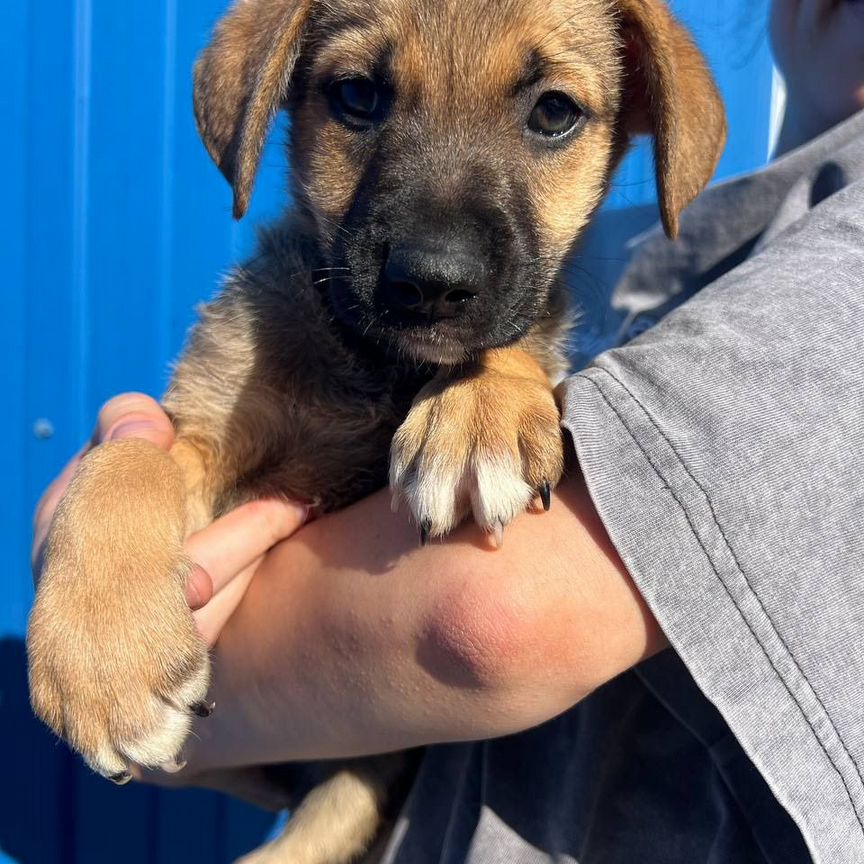 Щенок Чейс ищет дом