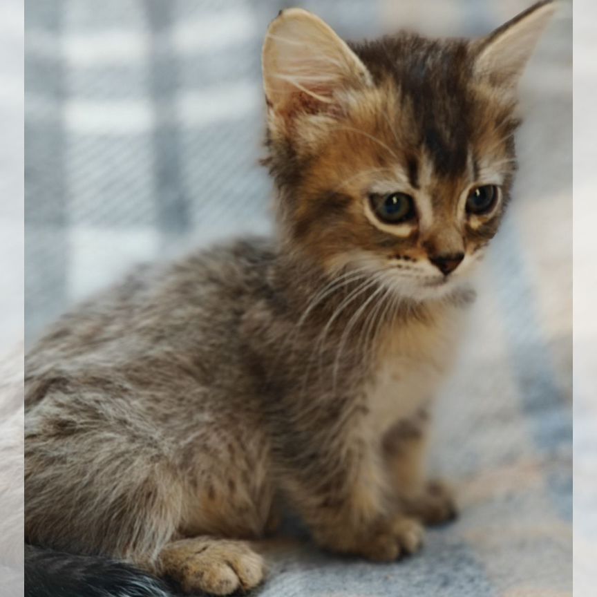 Манчкин котёнок