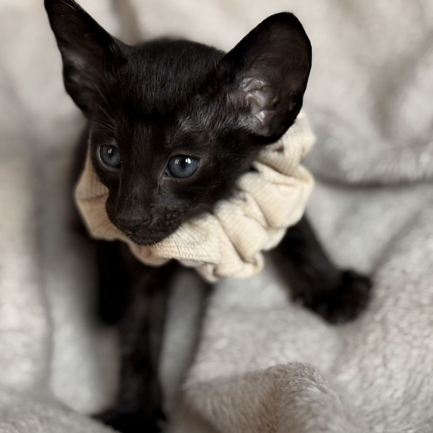 Ориентальный котёнок