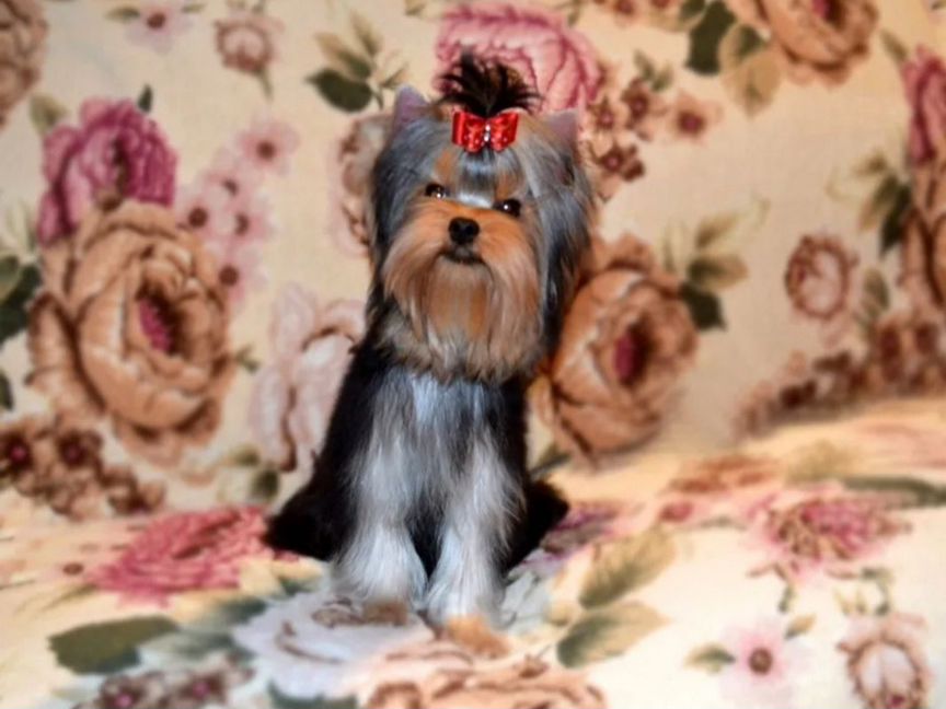 Йоркширский терьер девочка взрослая