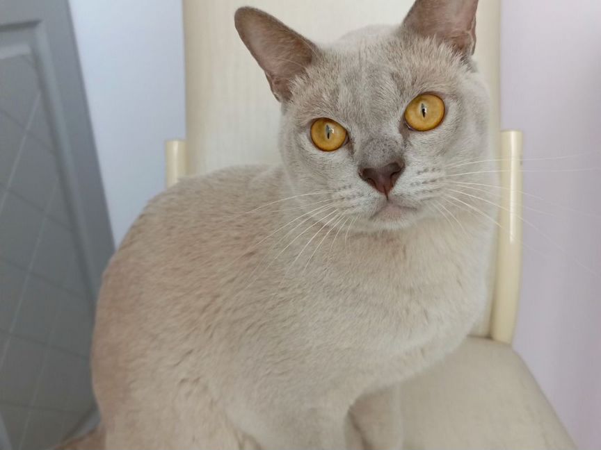 Кот в разведение