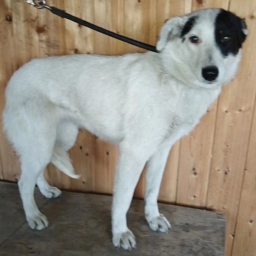 В добрые руки " Звоночки " В частный дом