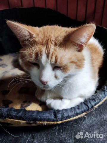 Ндна помощь кошке