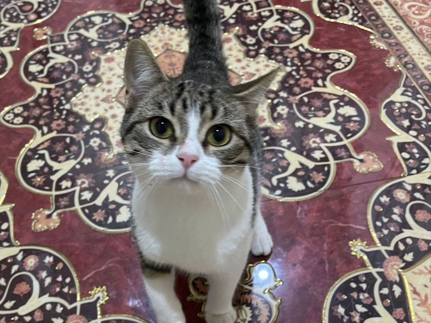Котик 1 год