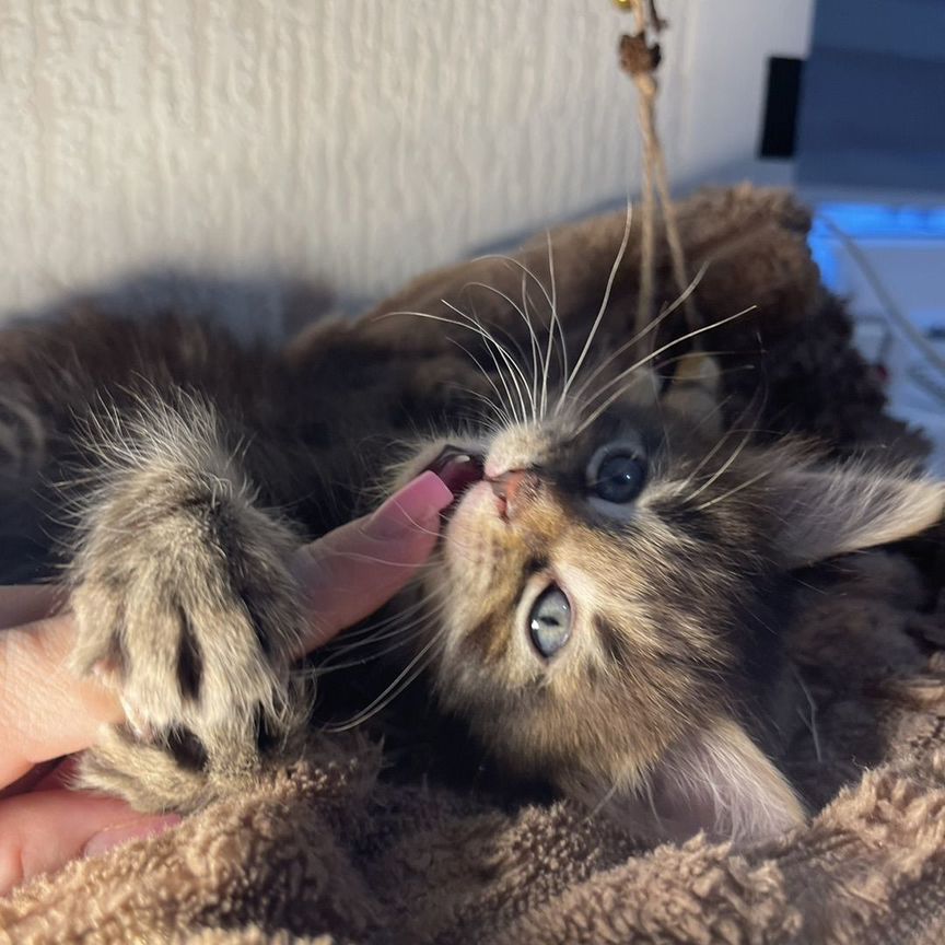 Котята мейн кун мальчики 1,5 мес