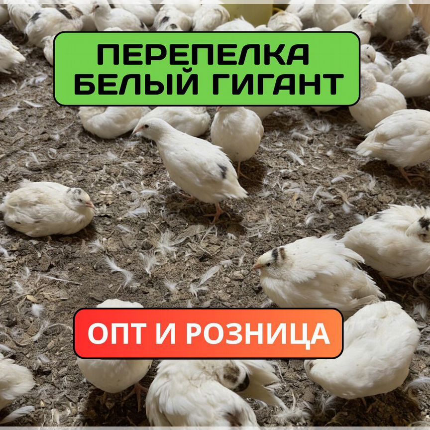 Перепелки белый гигант, перепелки живые