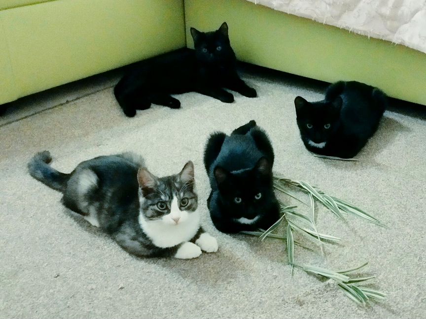 Ищем дом котятам