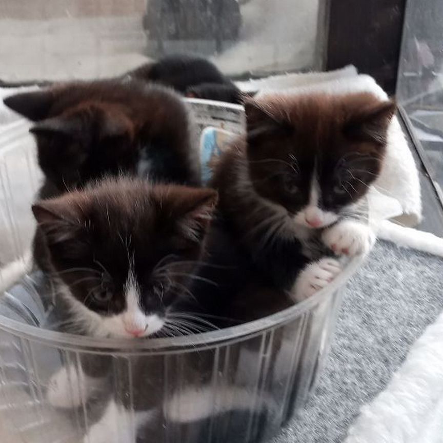 Котята 1.5 месяца