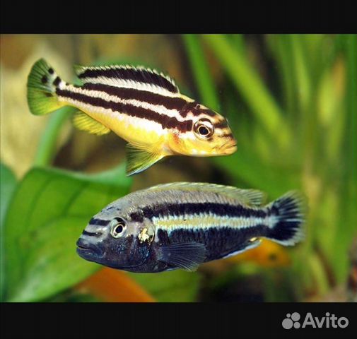 Меланохромис ауратус