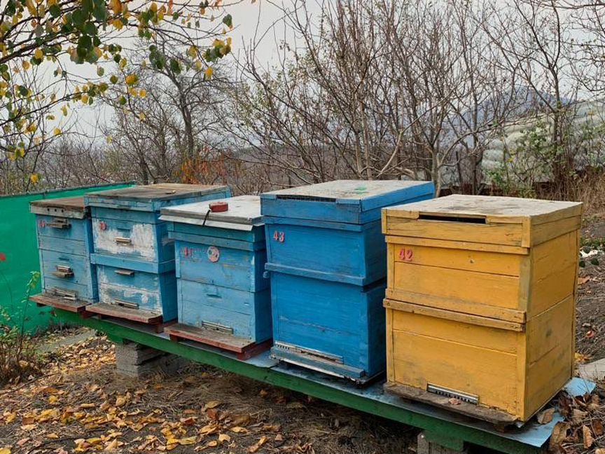 Улики для пчел