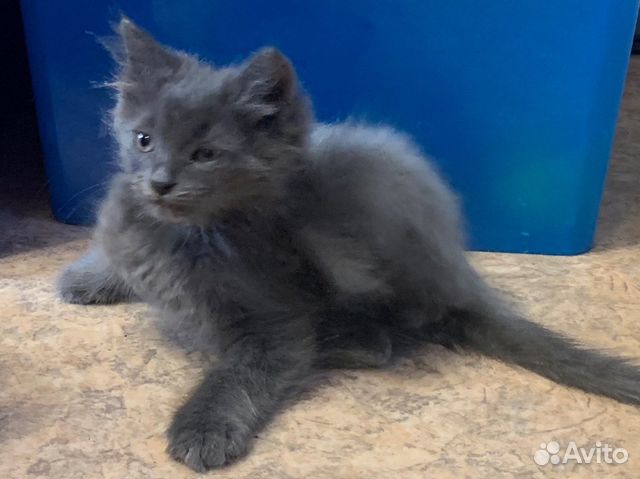 Котенок помесь русской голубой в добрые руки