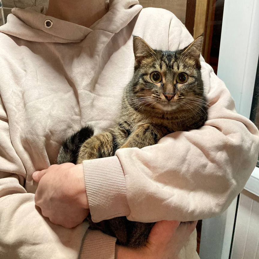 Котик Тимоша ищет дом