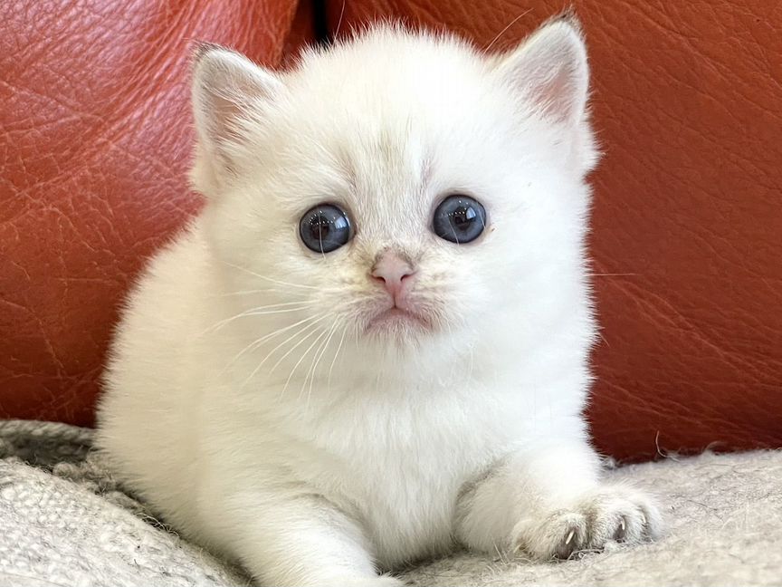 Золотая плюшевая кошечка Колор пойнт