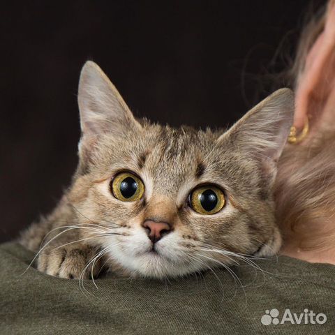 Юная кошечка Николь в поисках дома