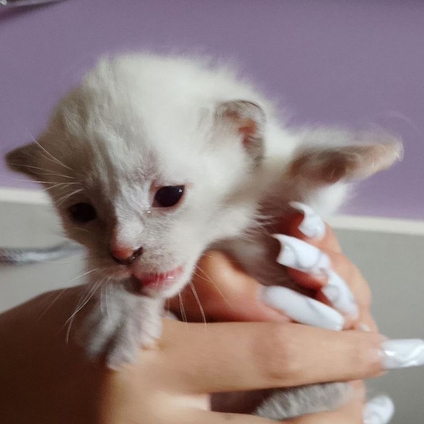 Котёнок в добрые руки