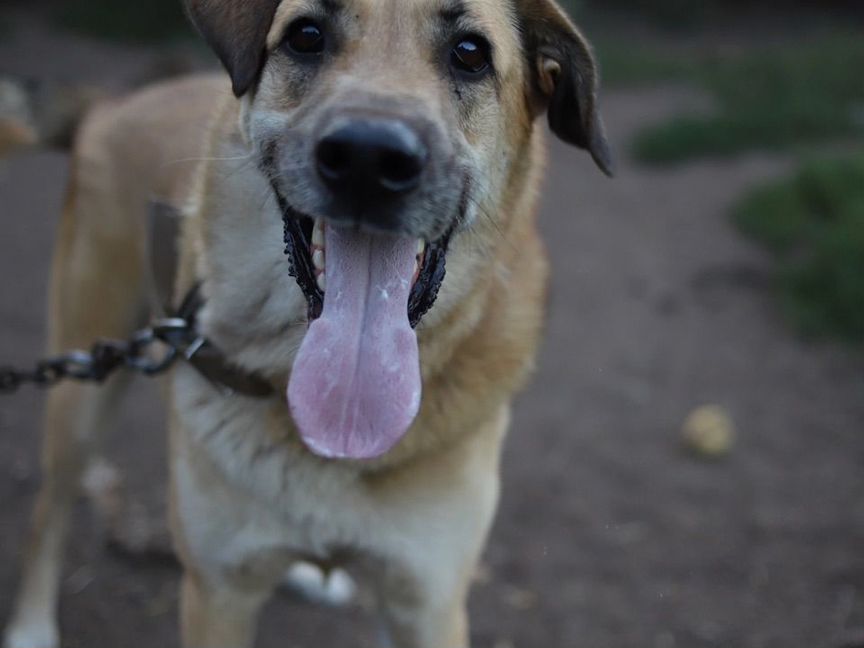 Собака кобель добрый пес из приюта