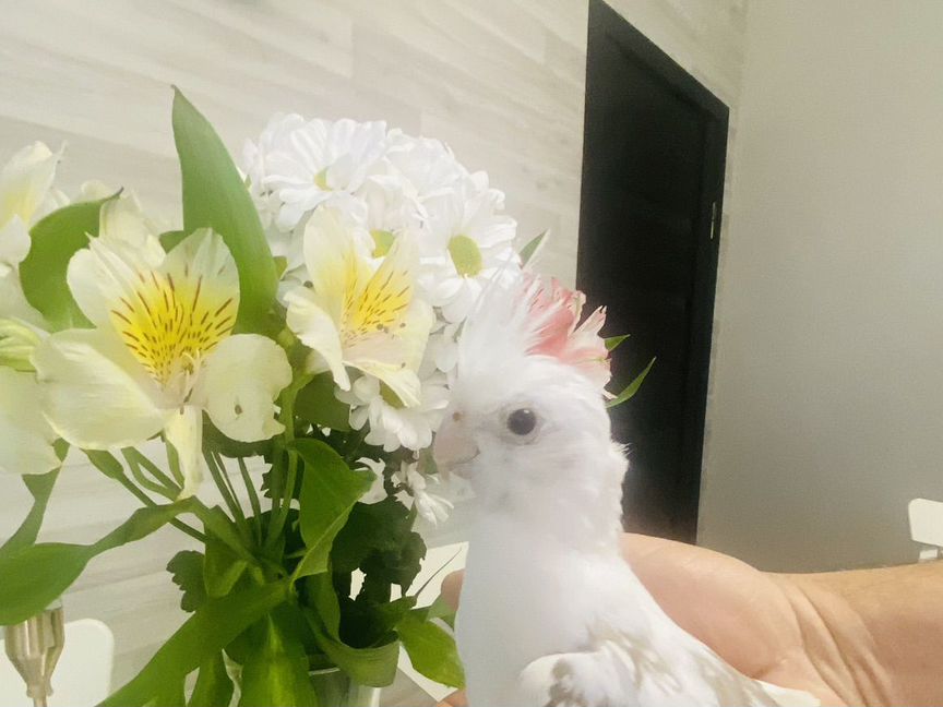 Корелла безщекий