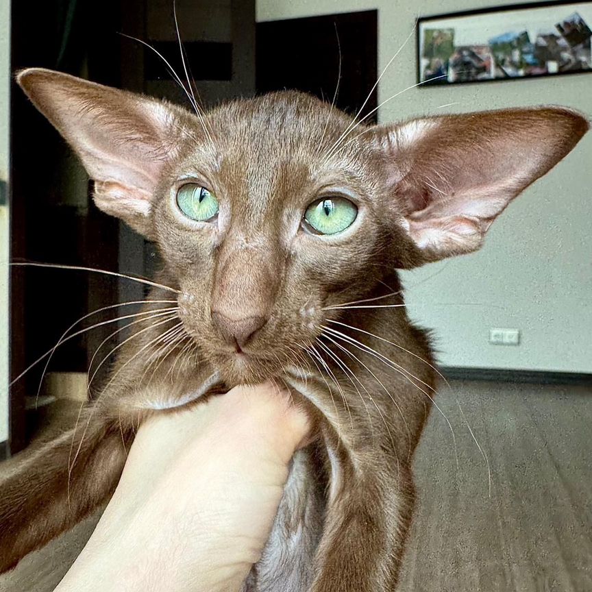 Ориентальные котята