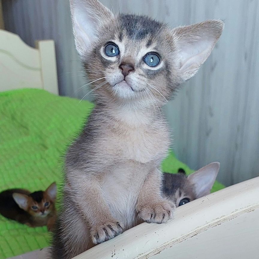 Абиссинская малышка