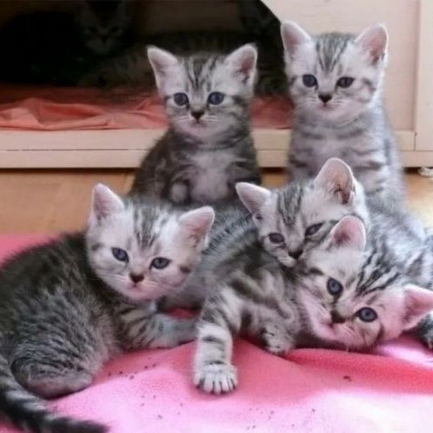 Британские вискас девочки