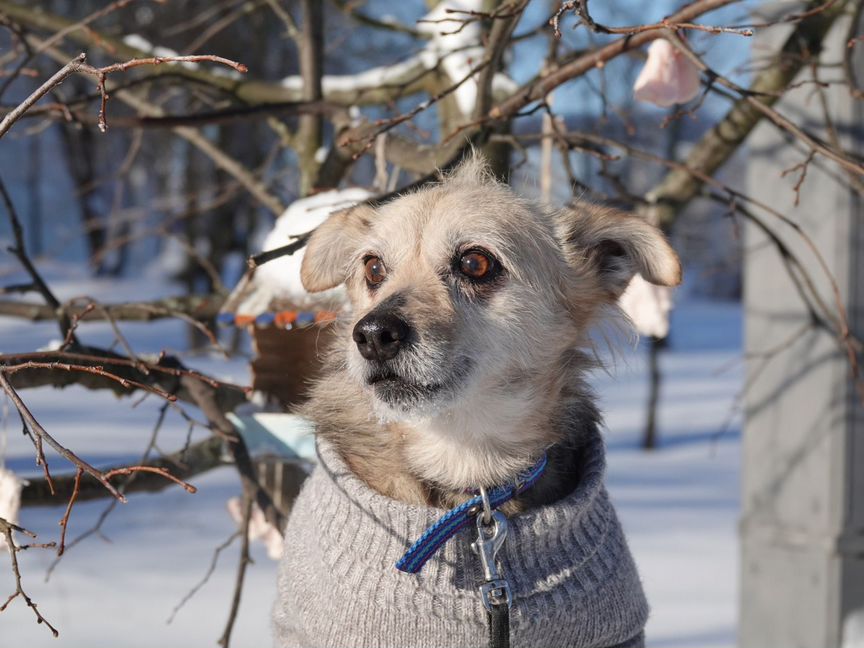 Ёжик ищет особенного человека