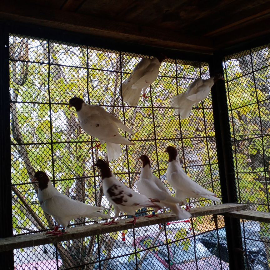 Голуби головатые