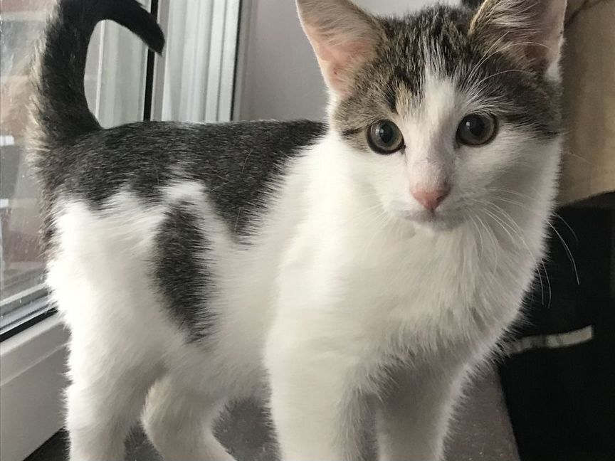 Кошка котенок крысоловка