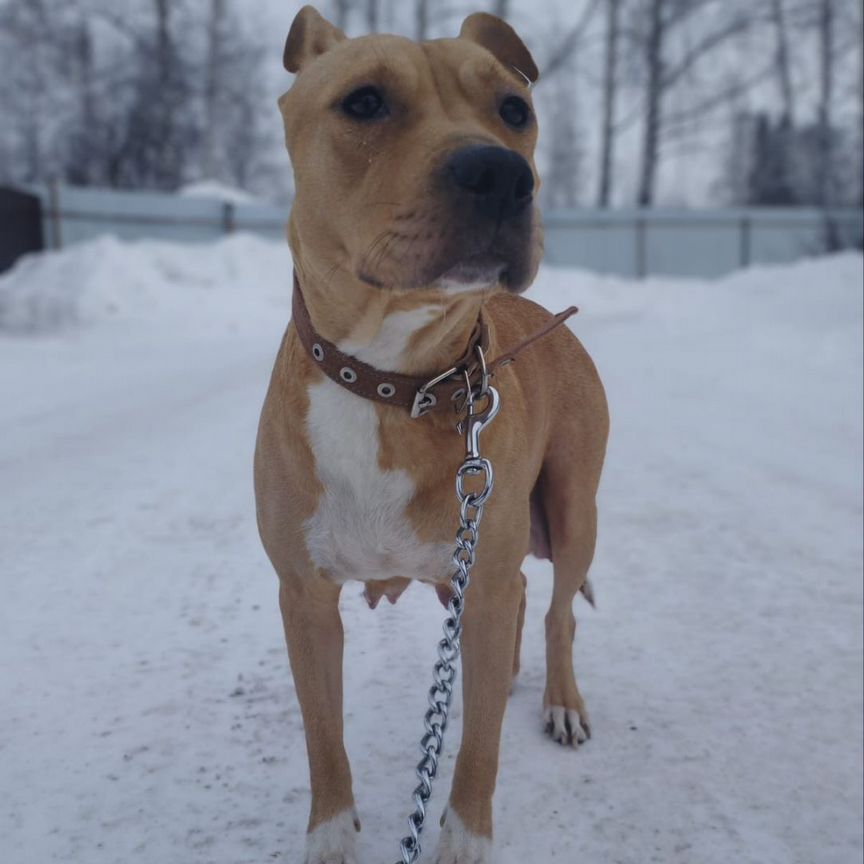 Питбуль в добрые руки