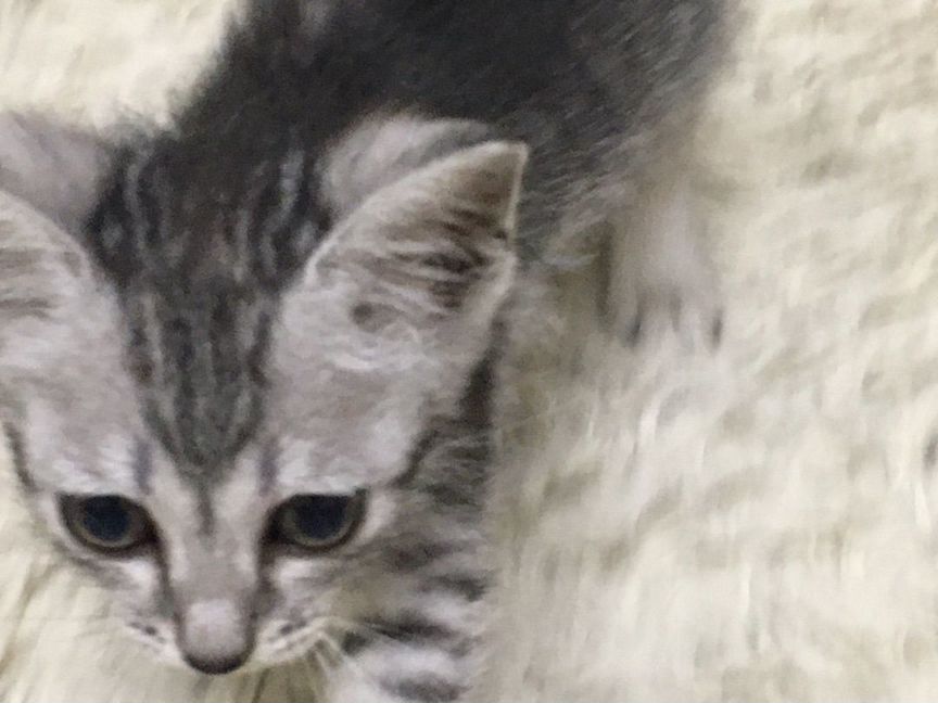 Котенок в семью