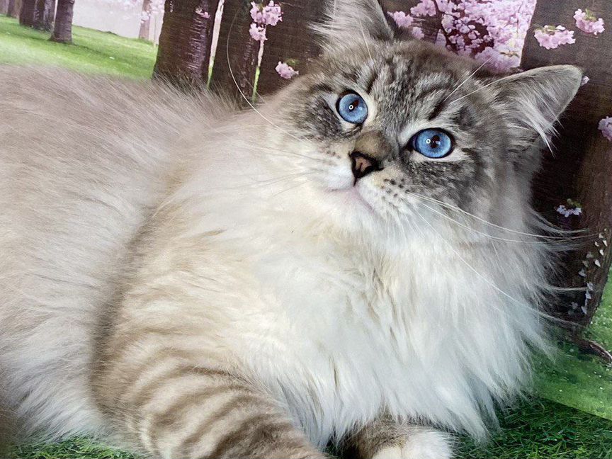 Невский маскарадный кот вязка