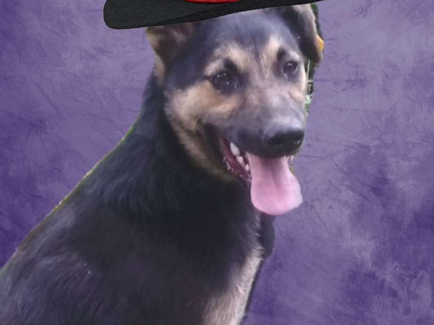 Охранная собачка -стерелизована