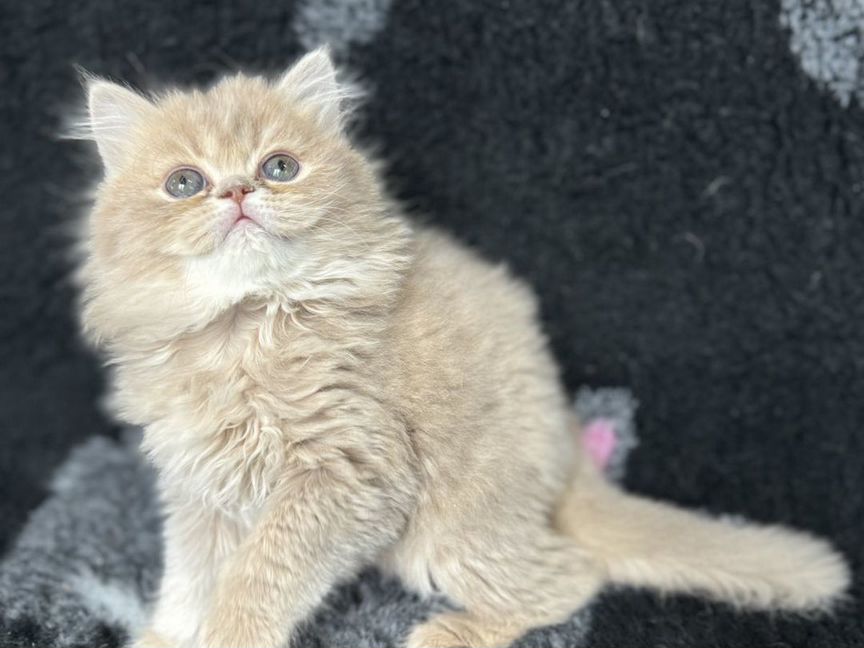 Шотландская куколка