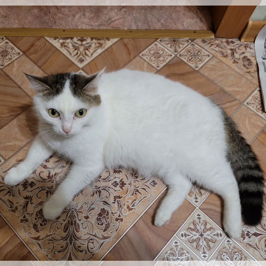 Кошка