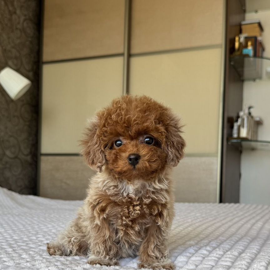 Той-пудель, щенок