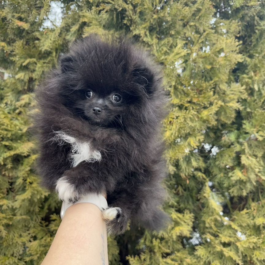 Девочка красавица шпиц