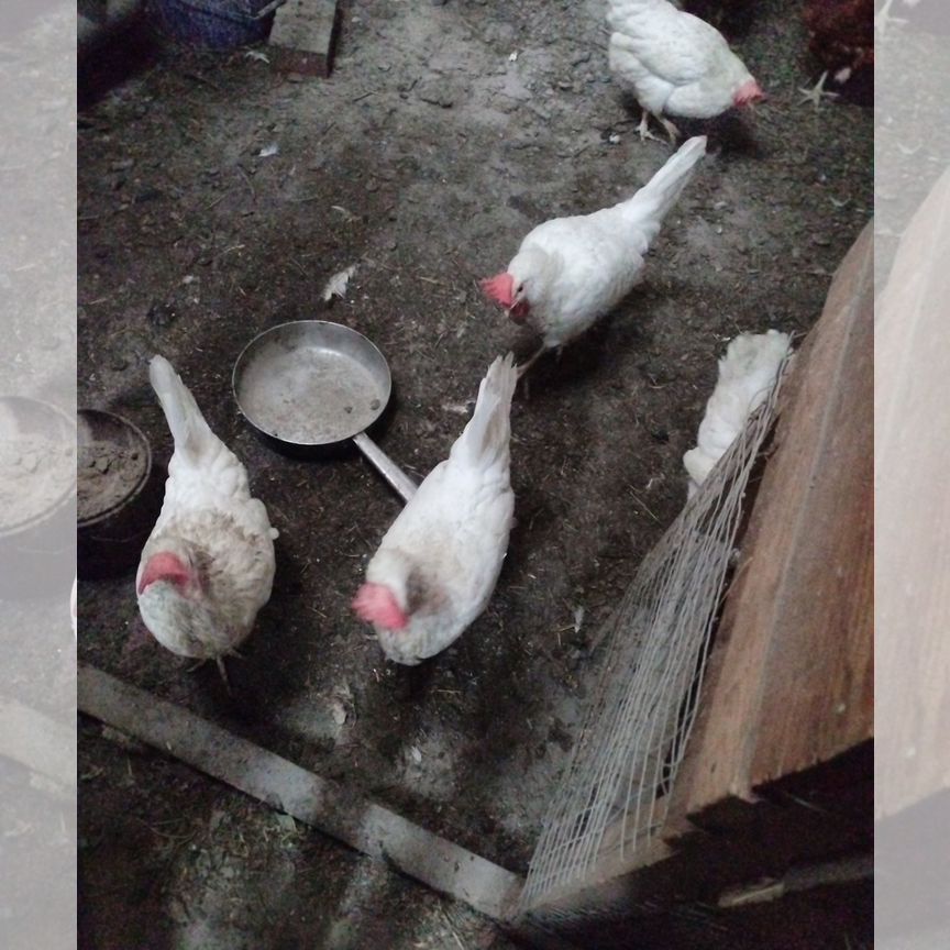 Куры доминант белые