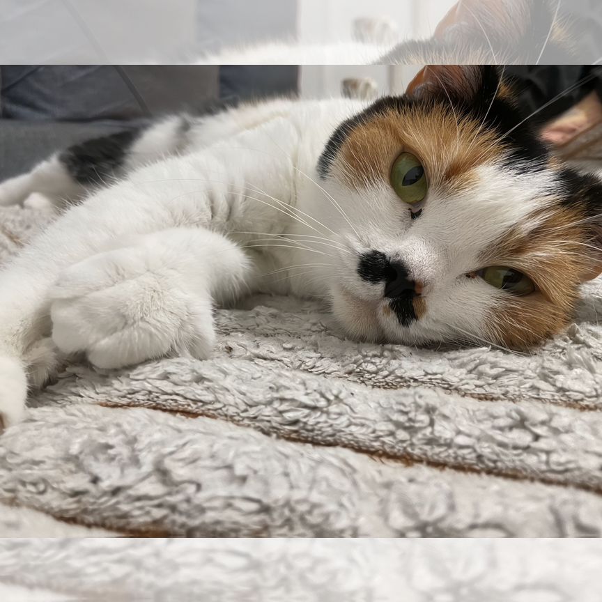 Взрослая кошка в добрые руки