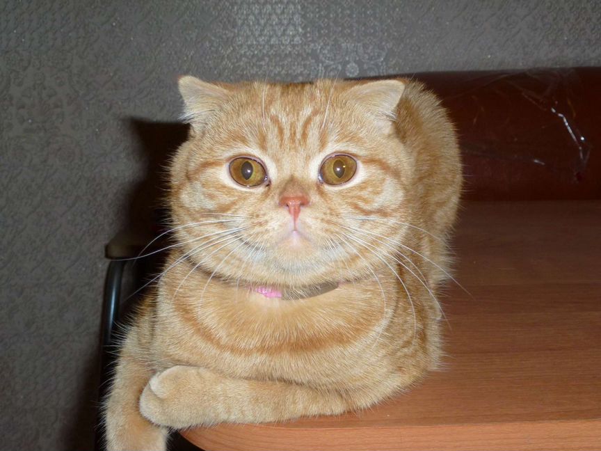 Кошка