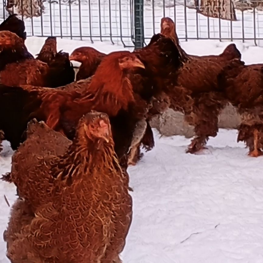 Молодняк породы брама куропатчатая