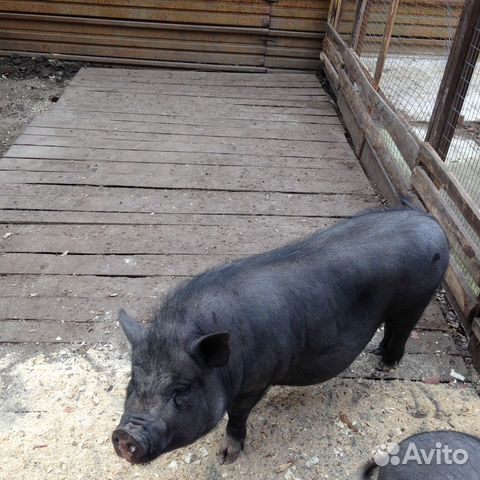 Вьетнамские поросята