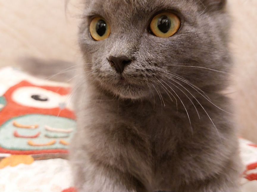 Котёнок ищет любимых людей