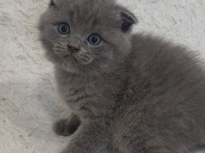Шотландские вислоухие котята