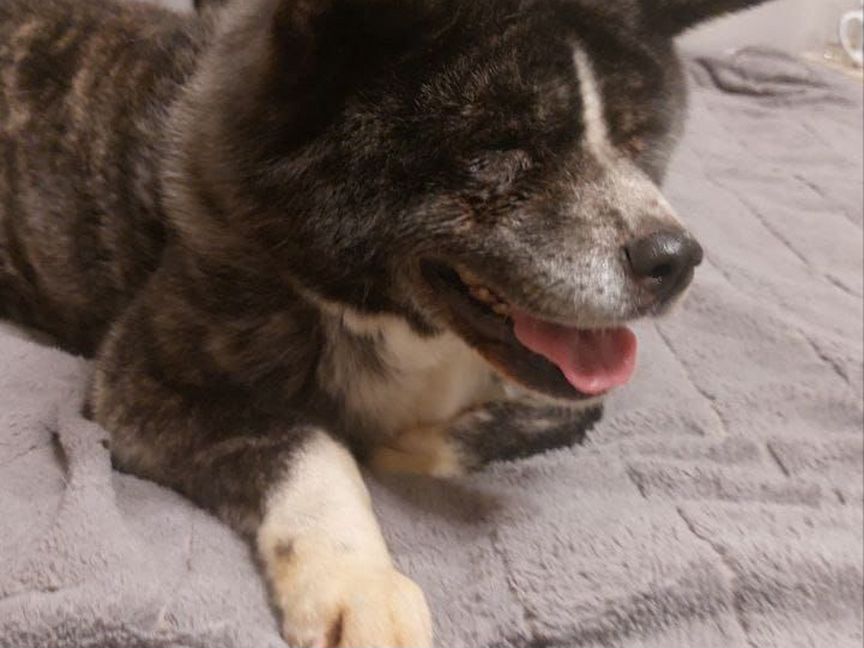 Акита ину тигровый