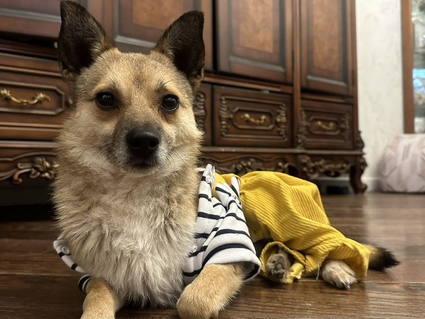 Собака в добрые руки