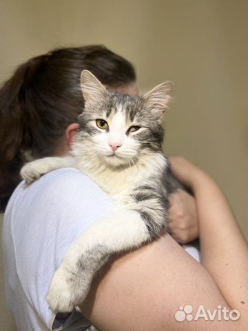 Котик дивет в холле