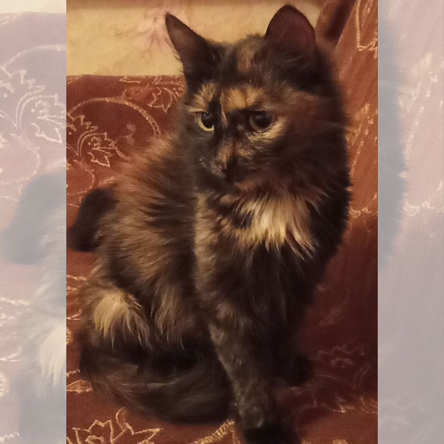 Взрослая, кошка в добрые руки