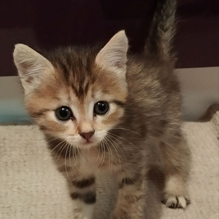 Сибирская кошечка