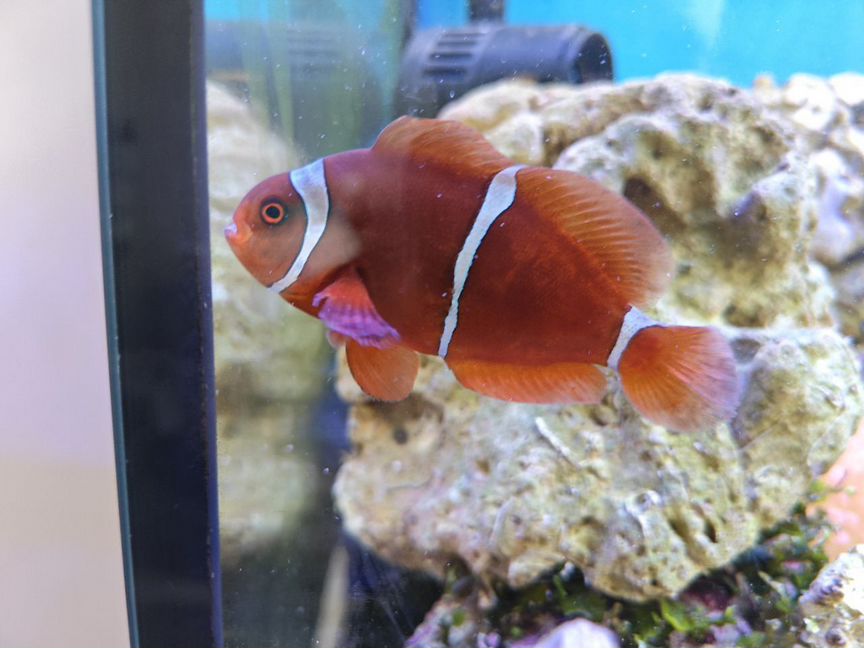 Рыба клоун Премнас и Оцеллярис
