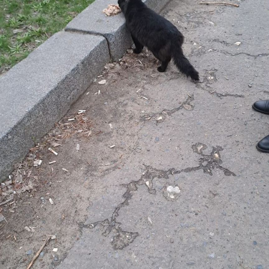 Выкинули домашнего кота гоняют его все